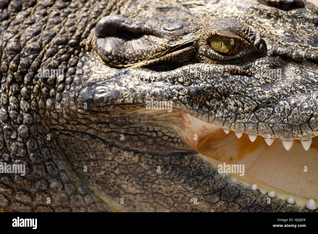crocodile, australia, danger, animal, reptile, teeth, australia ...