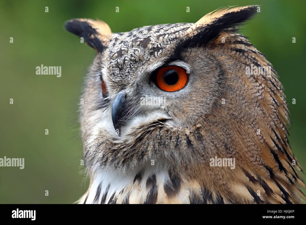 bird, birds, raptor, birds of prey, owl, eagle-owl, danger, protected ...