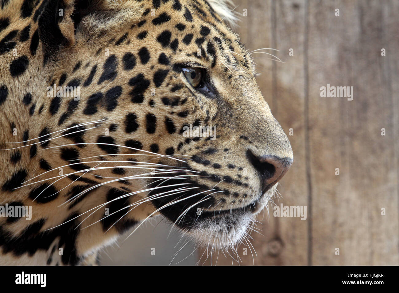 danger, face, eye, organ, periled, danger, animal, mammal, wild, face ...