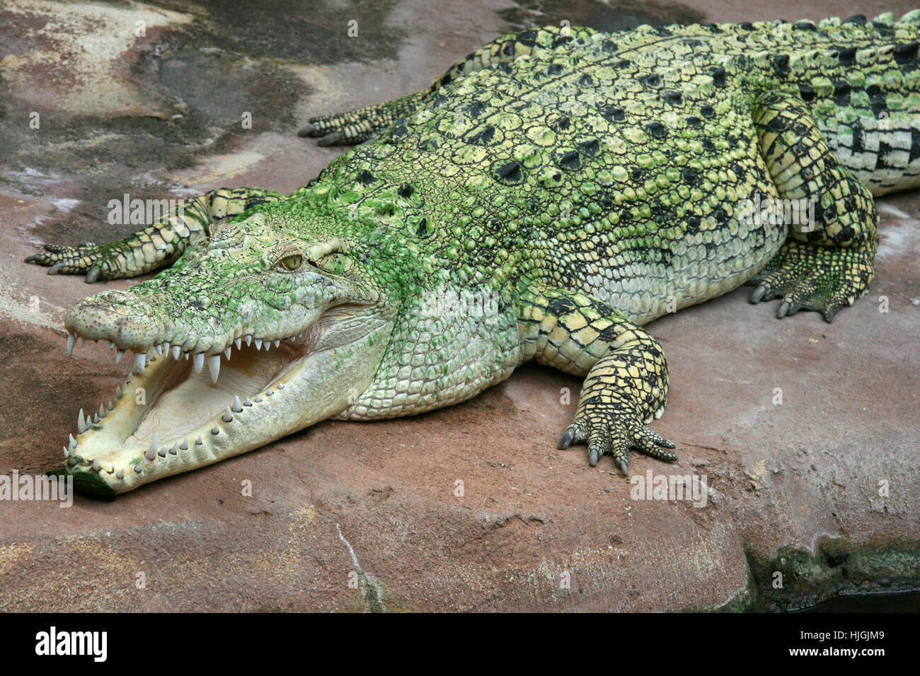 crocodile, australia, danger, animal, reptile, teeth, australia ...