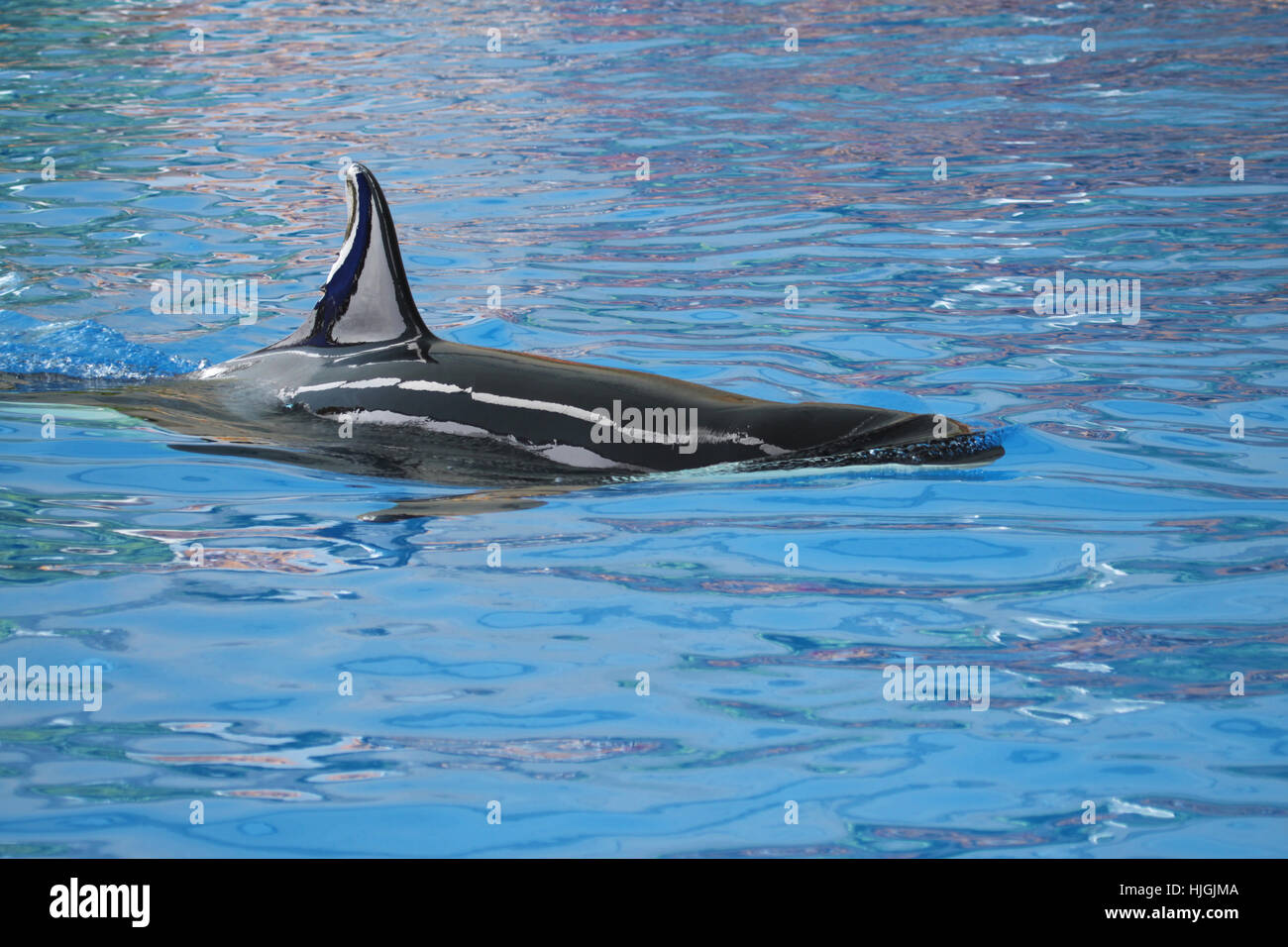whale, danger, animal, fauna, observation, predator, fins, powerful ...
