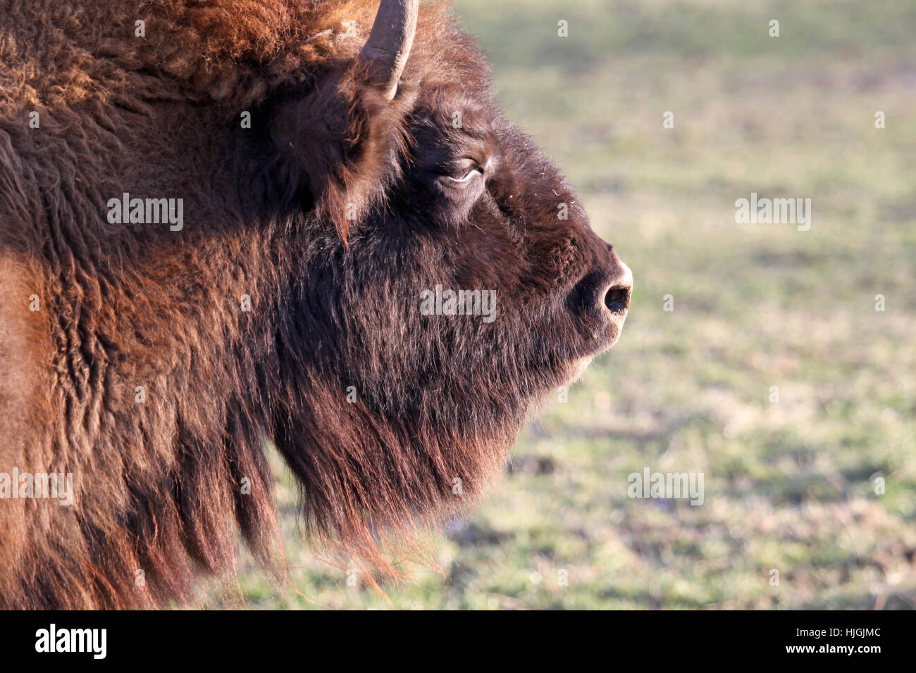 mammal, bison, animal, mammal, wild, portrait, horn, skin, creature ...
