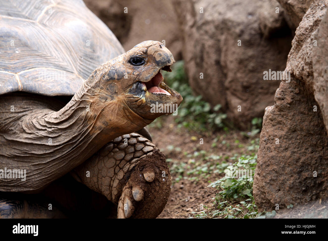 reptile, tortoise, turtle, animal, reptile, fauna, africa, armored ...