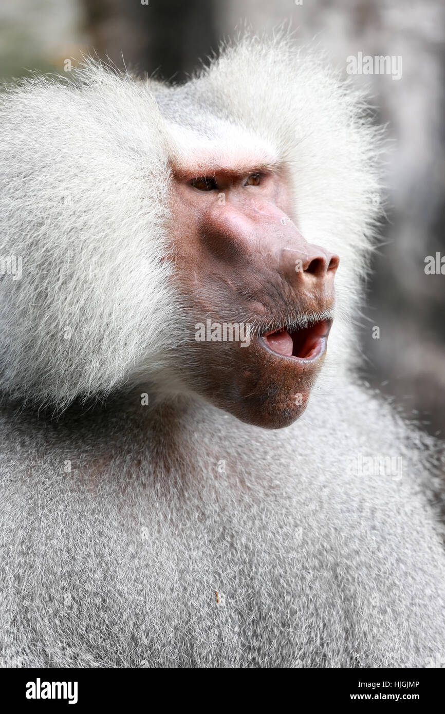 monkey, baboon, mammal, face, monkey, adventure, safari, baboon, male ...