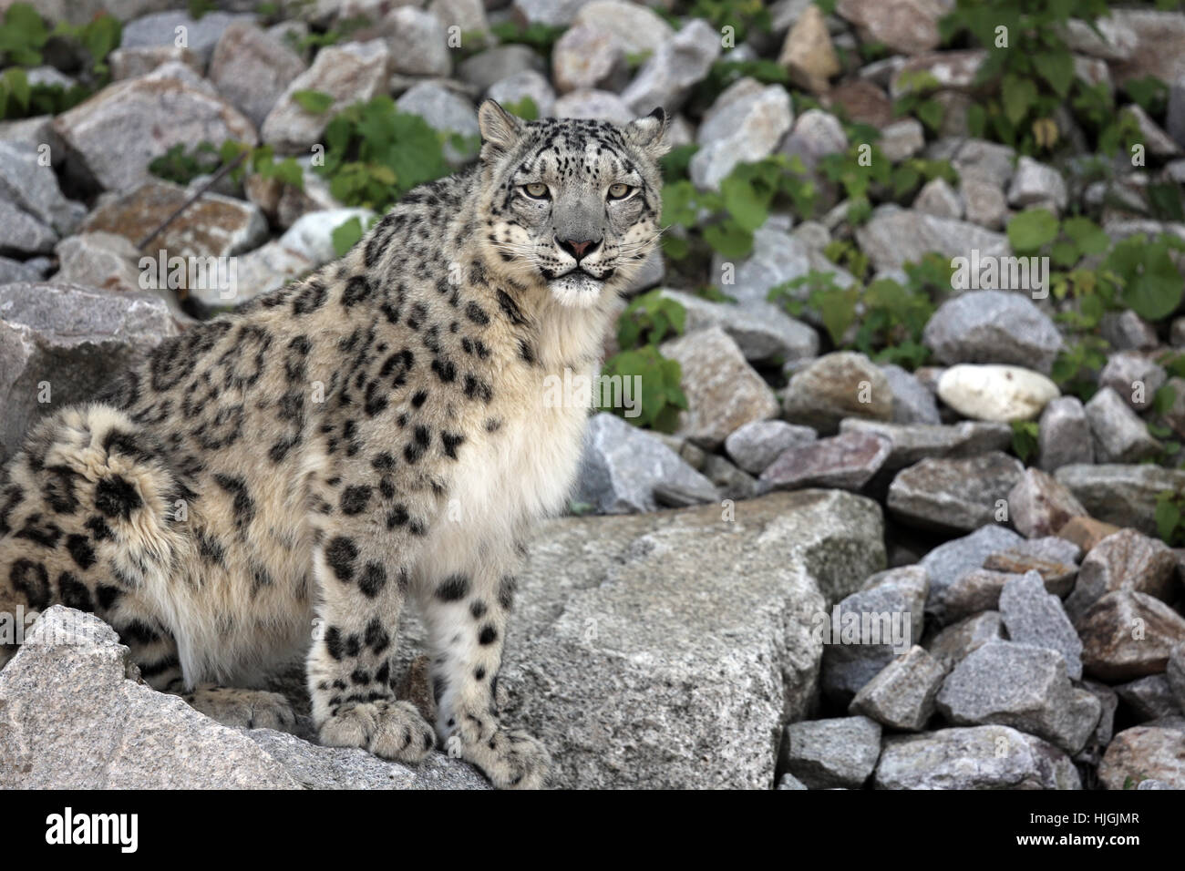 big cat, feline predator, predator, cat, leopard, danger, animal, big ...