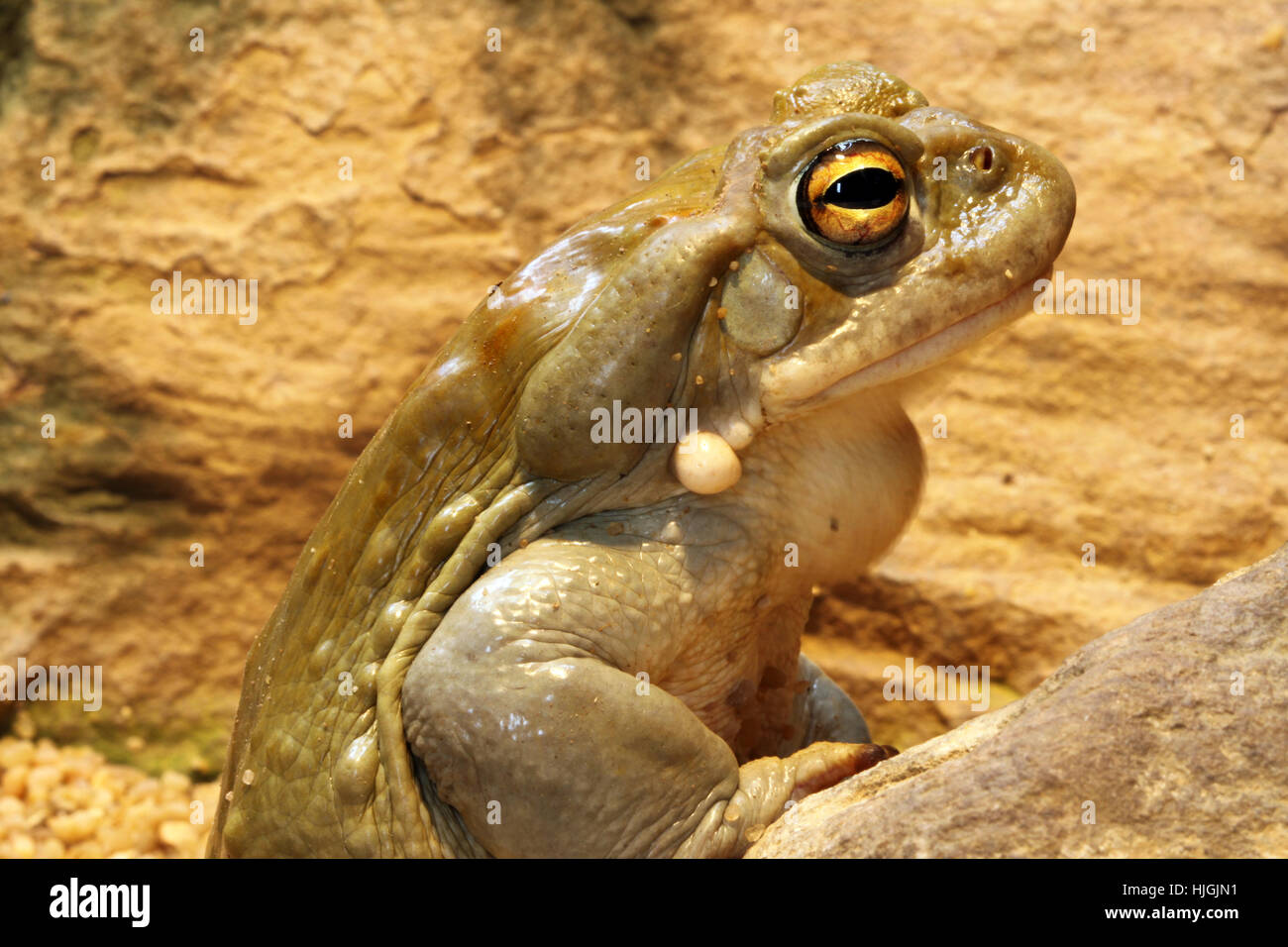 amphibian, toad, animal, amphibian, small, tiny, little, short, frog ...