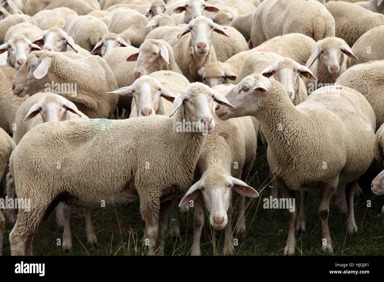 sheep, wool, farm animal, flock of sheep, sheep (pl.), animal, agriculture Stock Photo - Alamy