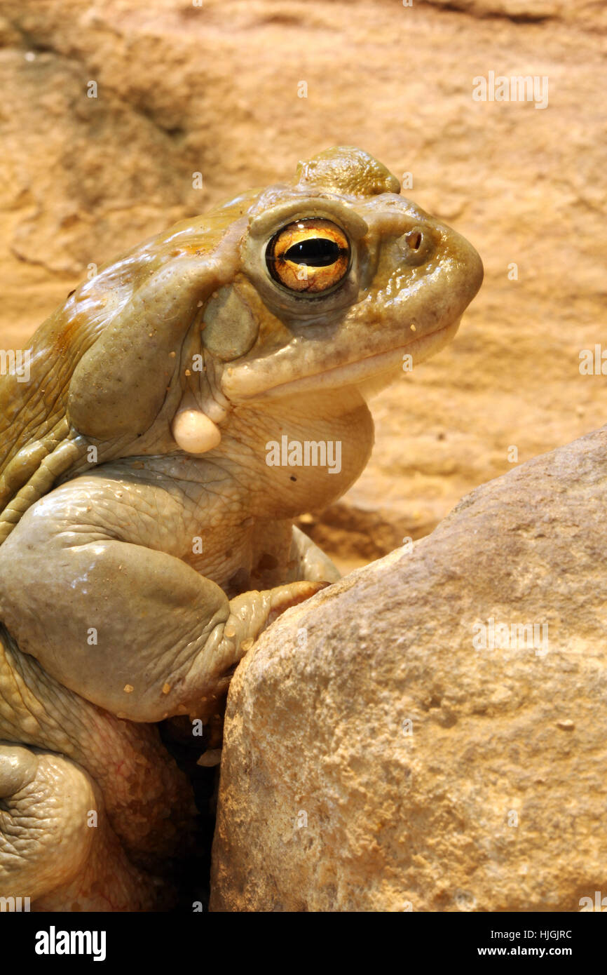 amphibian, toad, animal, amphibian, small, tiny, little, short, frog ...