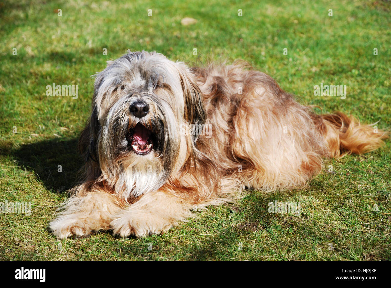 animal, pet, male, masculine, lie, lying, lies, hairy, dog, terrier, breed Stock Photo - Alamy