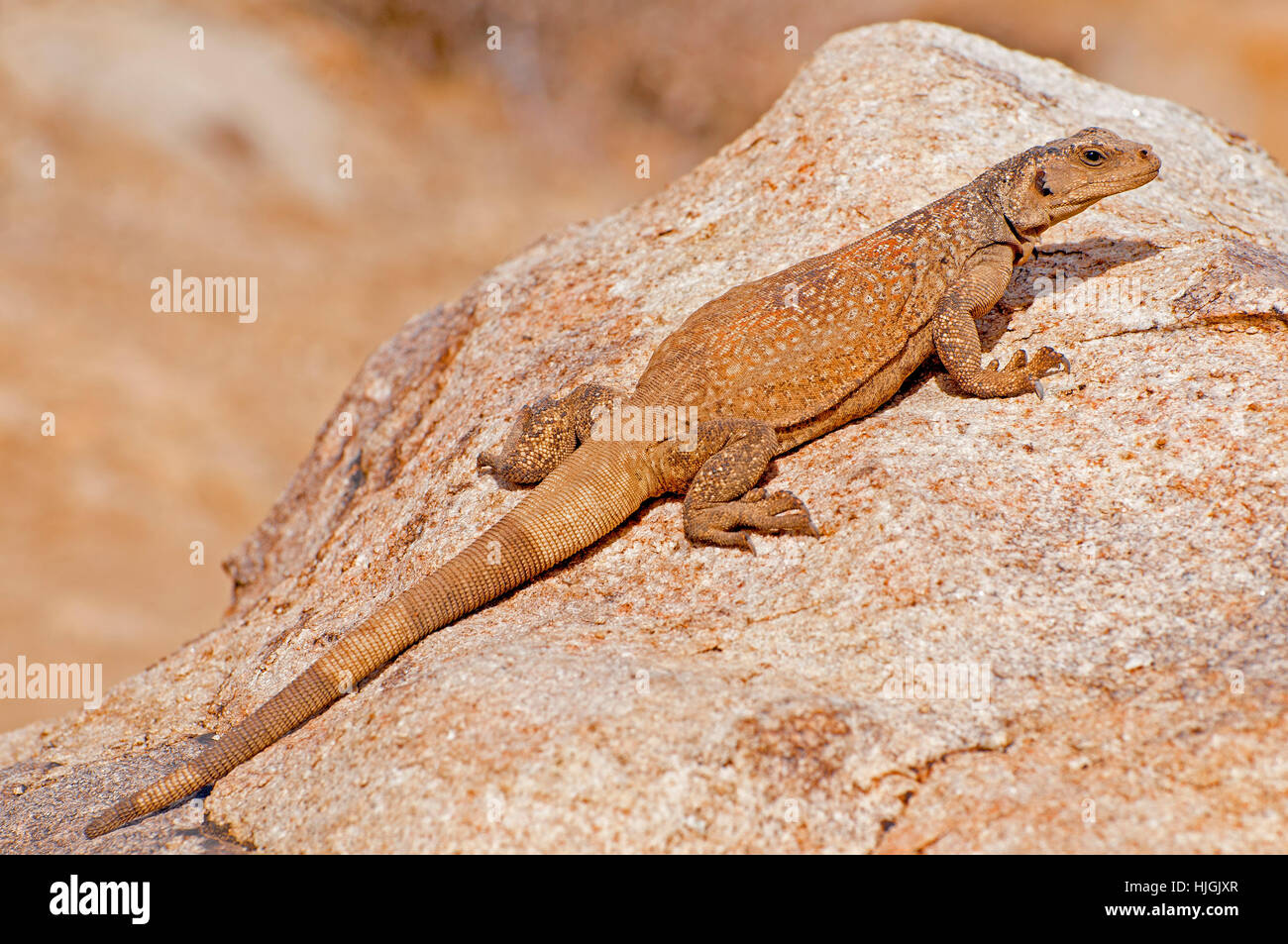 Chuckwalla lizards hi-res stock photography and images - Alamy
