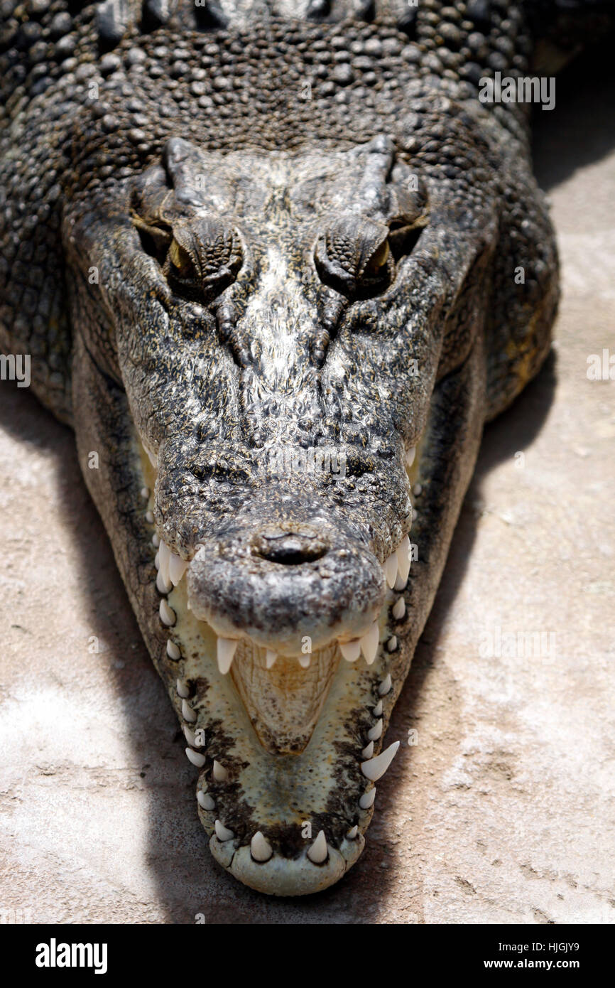 crocodile, australia, danger, animal, reptile, teeth, australia ...