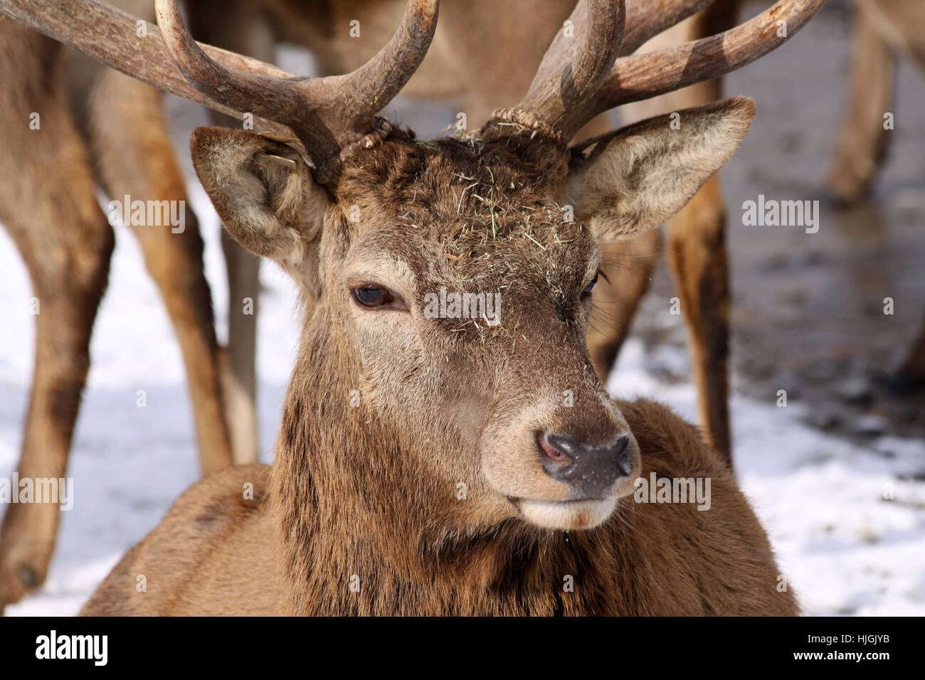 wild, horns, deer, deer stag, antlers of a stag, hart, stag, big, large ...