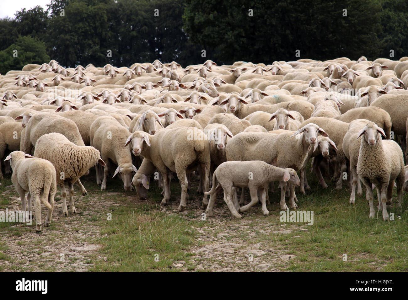 sheep, wool, farm animal, flock of sheep, sheep (pl.), animal ...