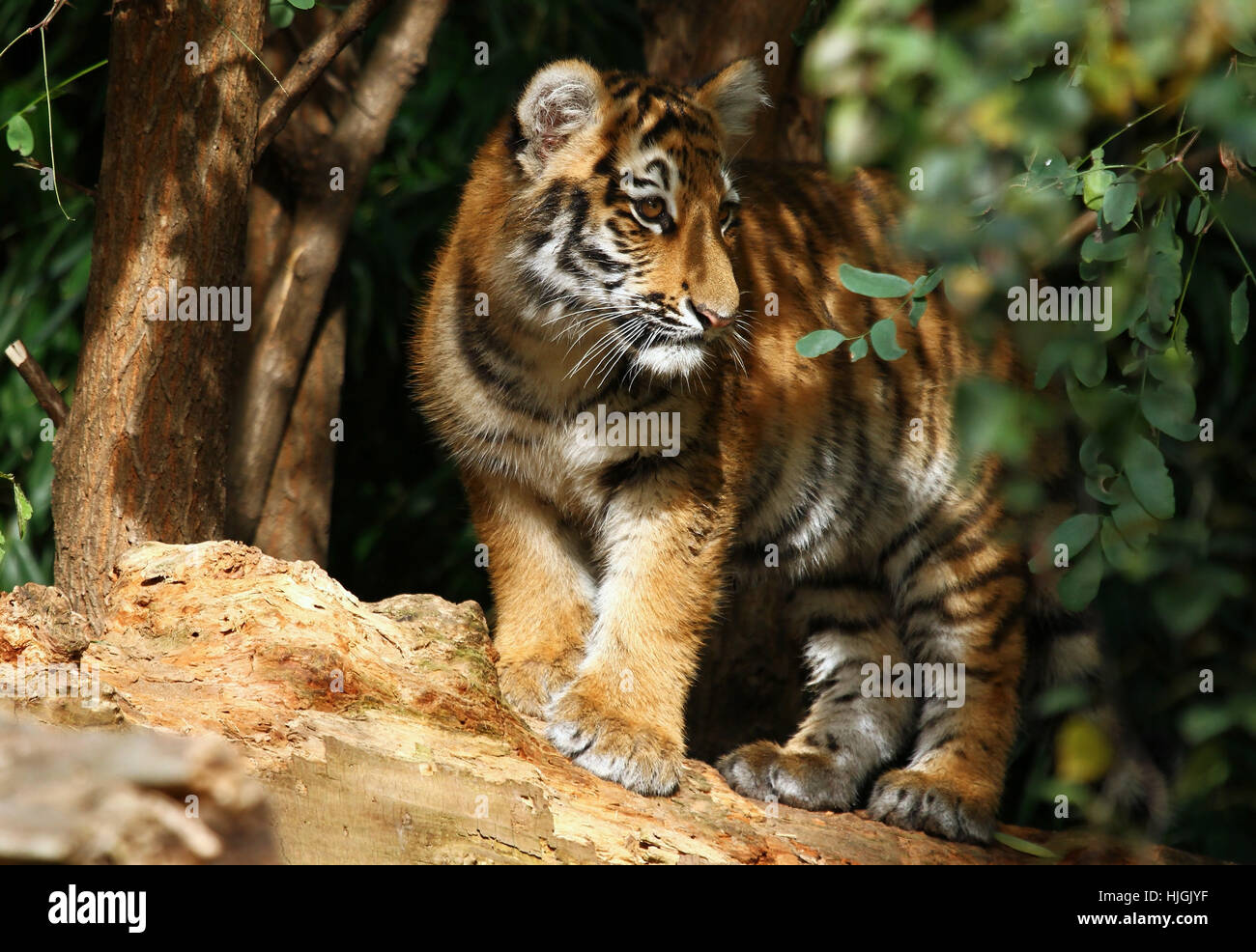 portrait, big cat, feline predator, look, glancing, see, view, looking ...