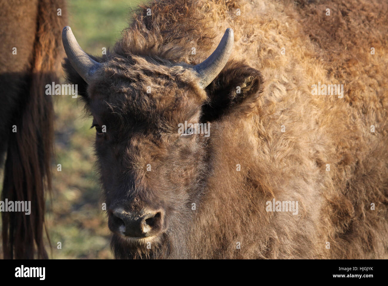 mammal, bison, animal, mammal, wild, portrait, horn, skin, creature ...