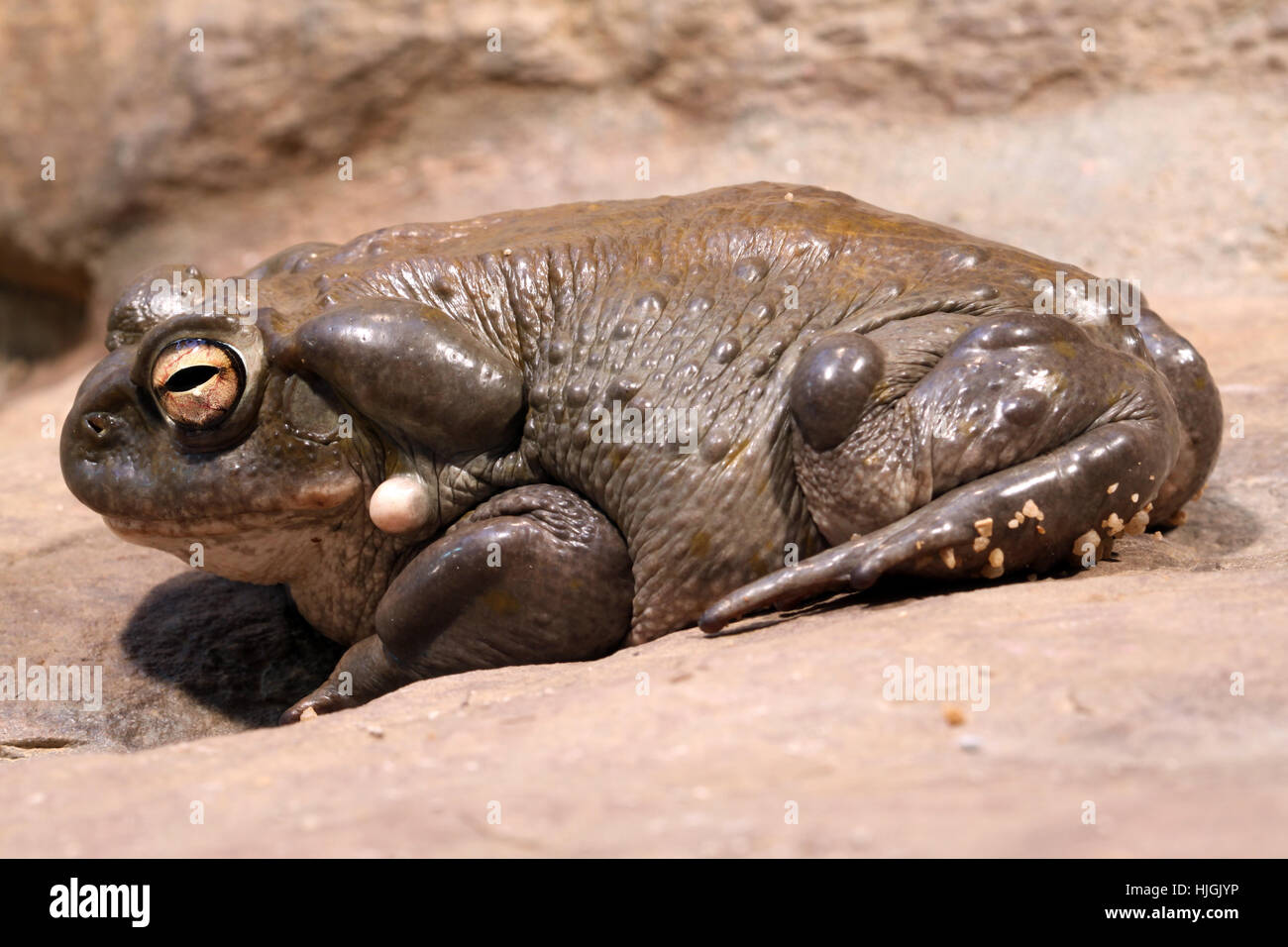 amphibian, toad, animal, amphibian, small, tiny, little, short, frog ...