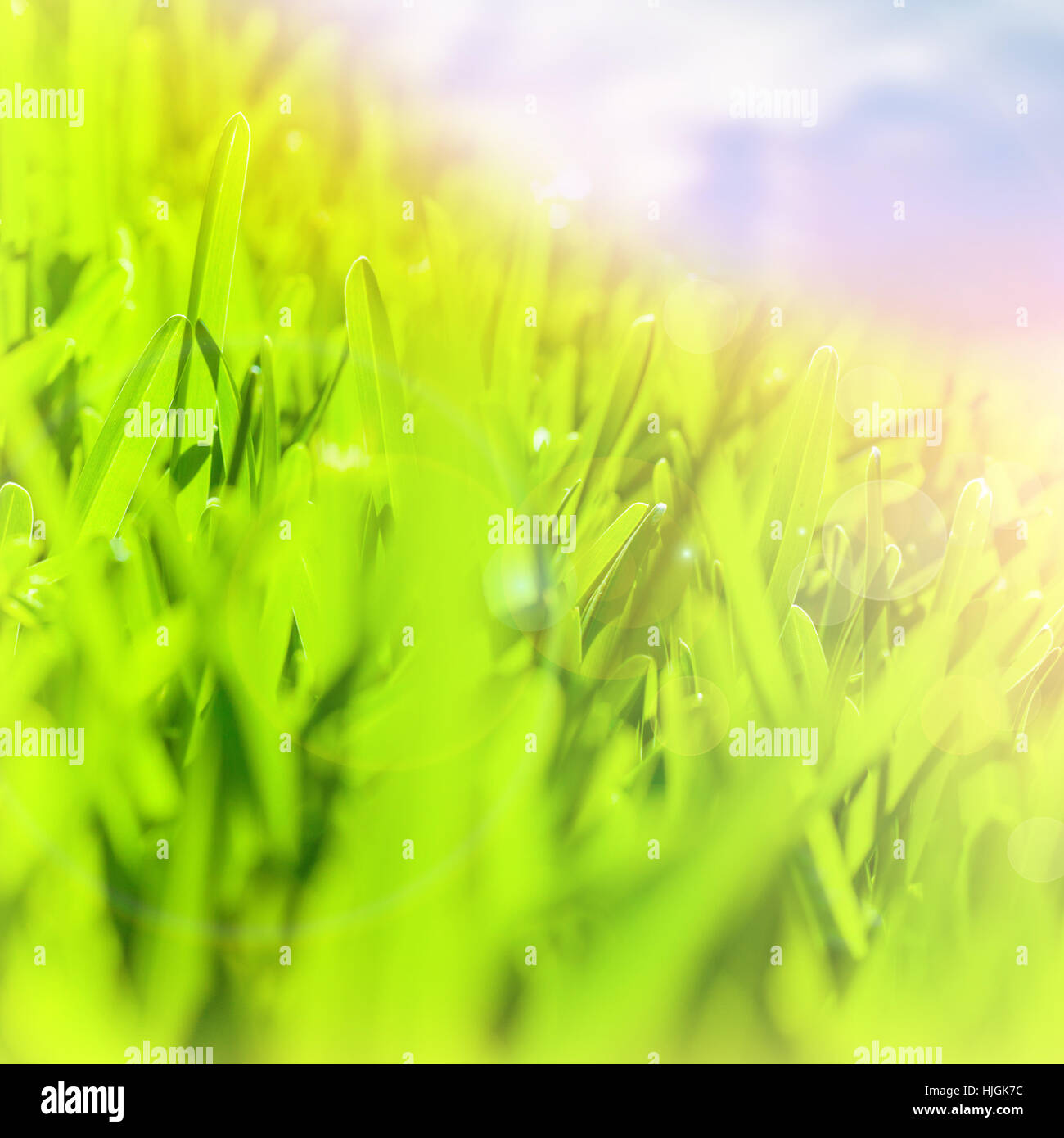 spring, meadow, grass, lawn, green, fresh, nature, close, blue, environment Stock Photo - Alamy