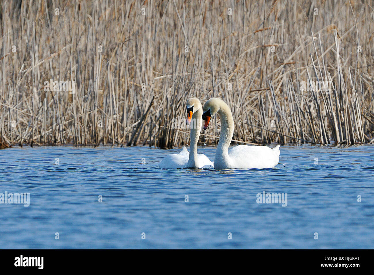 Swan mating mate love in hi-res stock photography and images - Alamy
