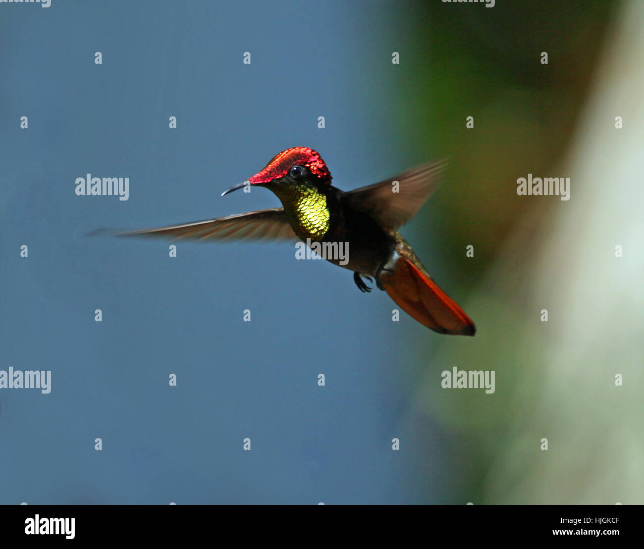 hummingbird, caribbean, hummingbird, caribbean, moskitokolibri Stock ...