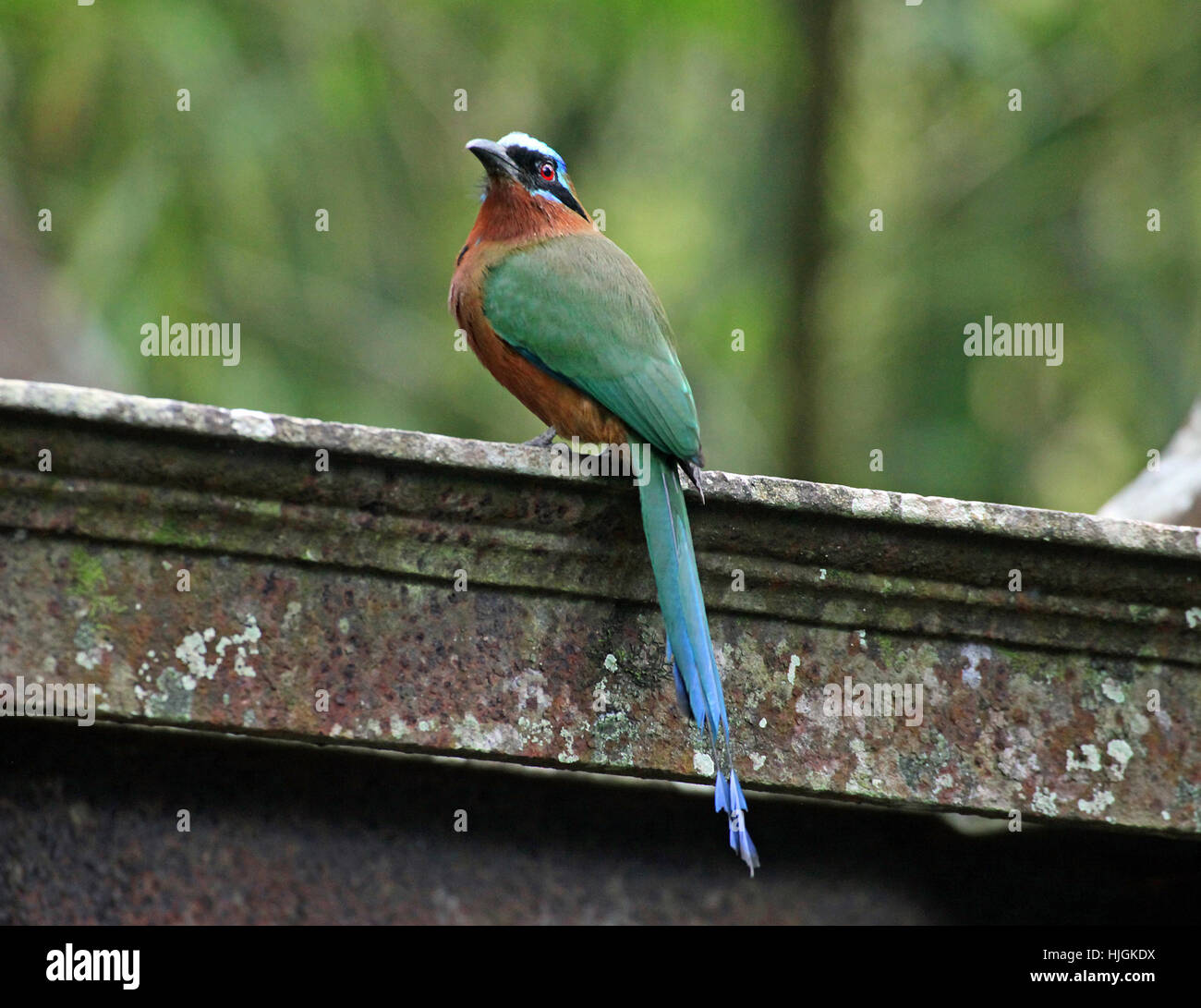 blue crowned motmot Stock Photo - Alamy