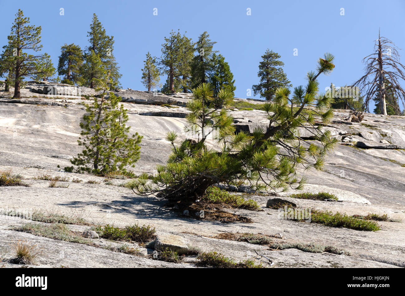 tourism, vegetation, rock, environment, enviroment, tree, trees ...