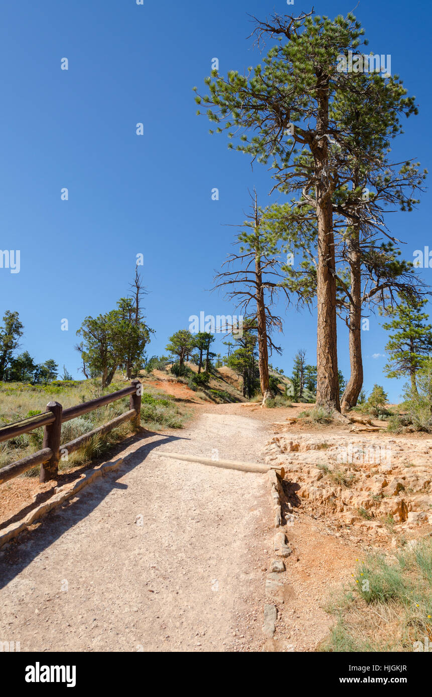 environment, enviroment, tree, america, environment, enviroment, tree ...