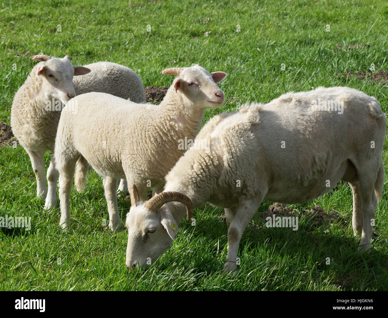 animal, wool, meadow, lamb, nature, animal, animals, sheep, wool ...