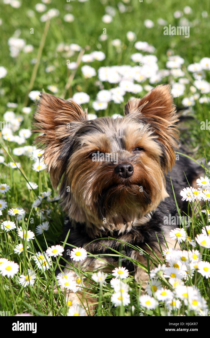 Lapdog lap dog hi-res stock photography and images - Alamy