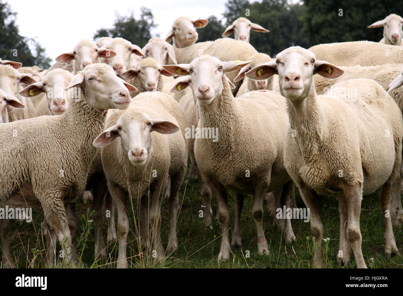 sheep, wool, farm animal, flock of sheep, sheep (pl.), animal, agriculture Stock Photo - Alamy