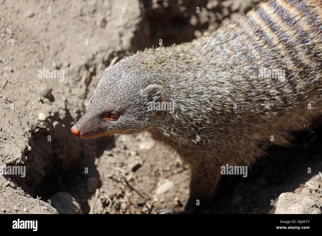 africa, predator, animal, mammal, africa, wildlife, predator, trench ...