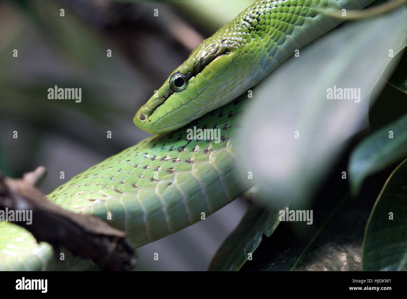 reptile, snake, viper, animal, reptile, green, fear, horror, snake ...