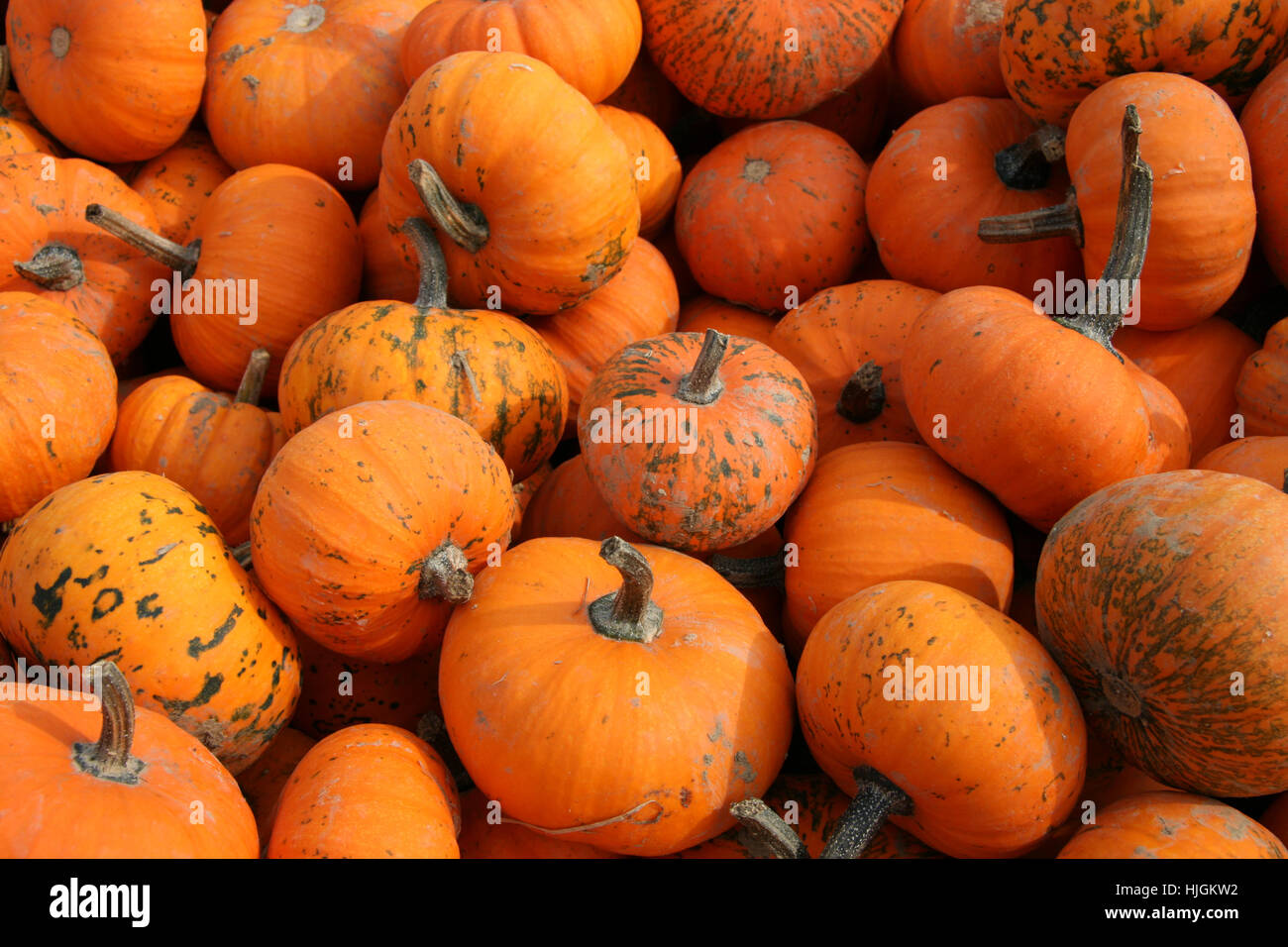 Mandarin krbisse hi-res stock photography and images - Alamy