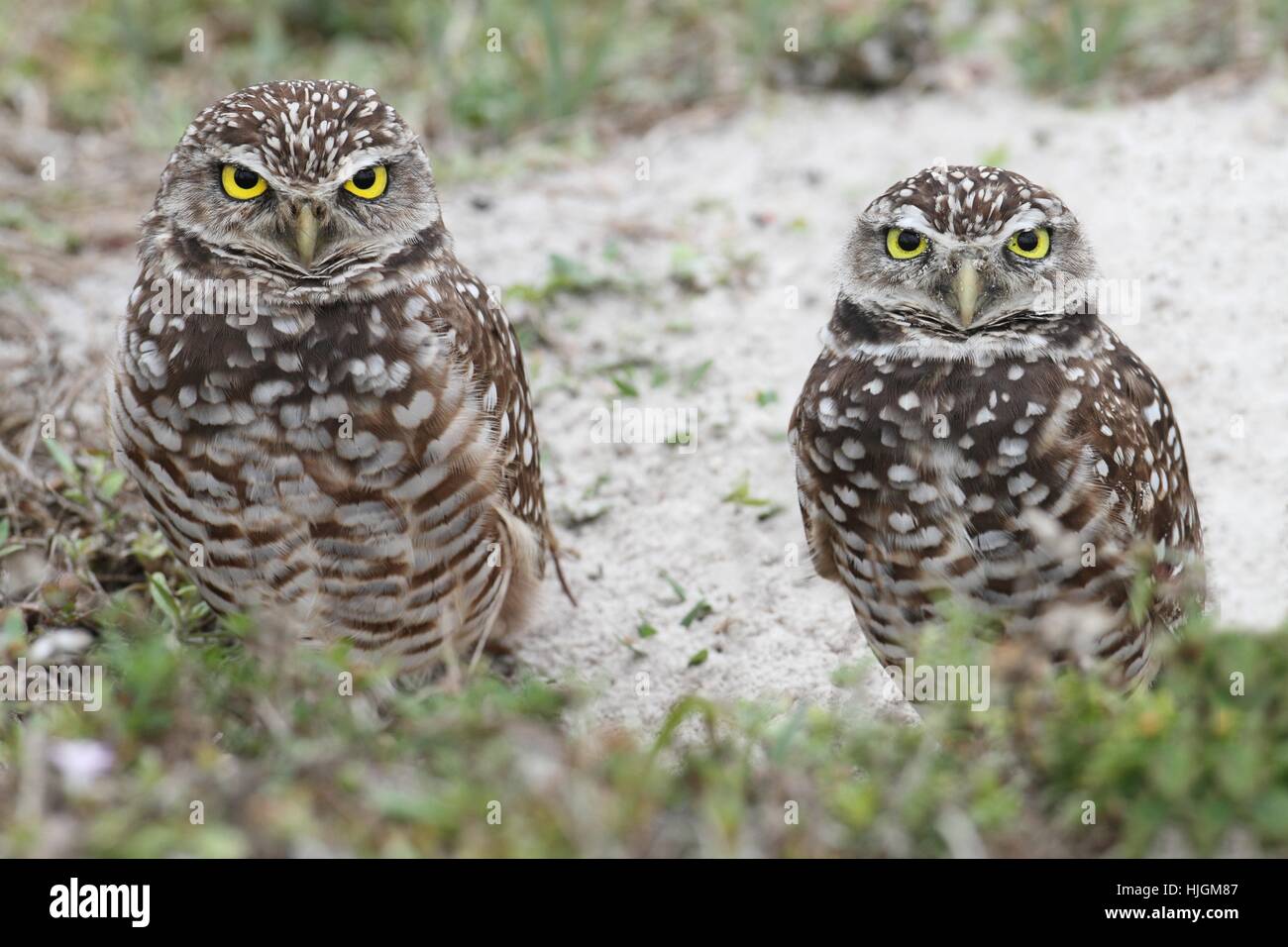 bird, hunter, birds, raptor, birds of prey, predator, owl, burrowing ...