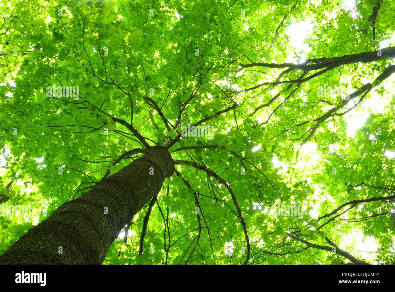 religious, tree, trees, sunbeams, sunlight, magnificence, woods, luxury ...