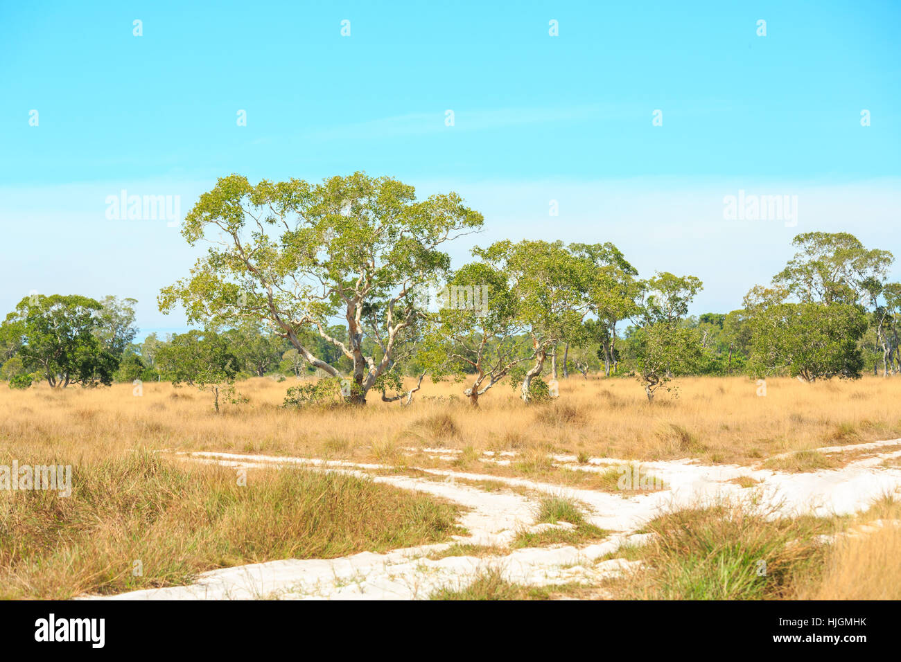 africa, savannah, African, safari, land, landscape, scenery ...