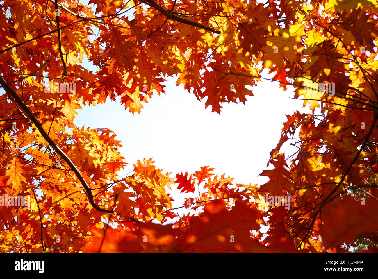 environment, enviroment, tree, leaves, branches, maple, growth, plants ...
