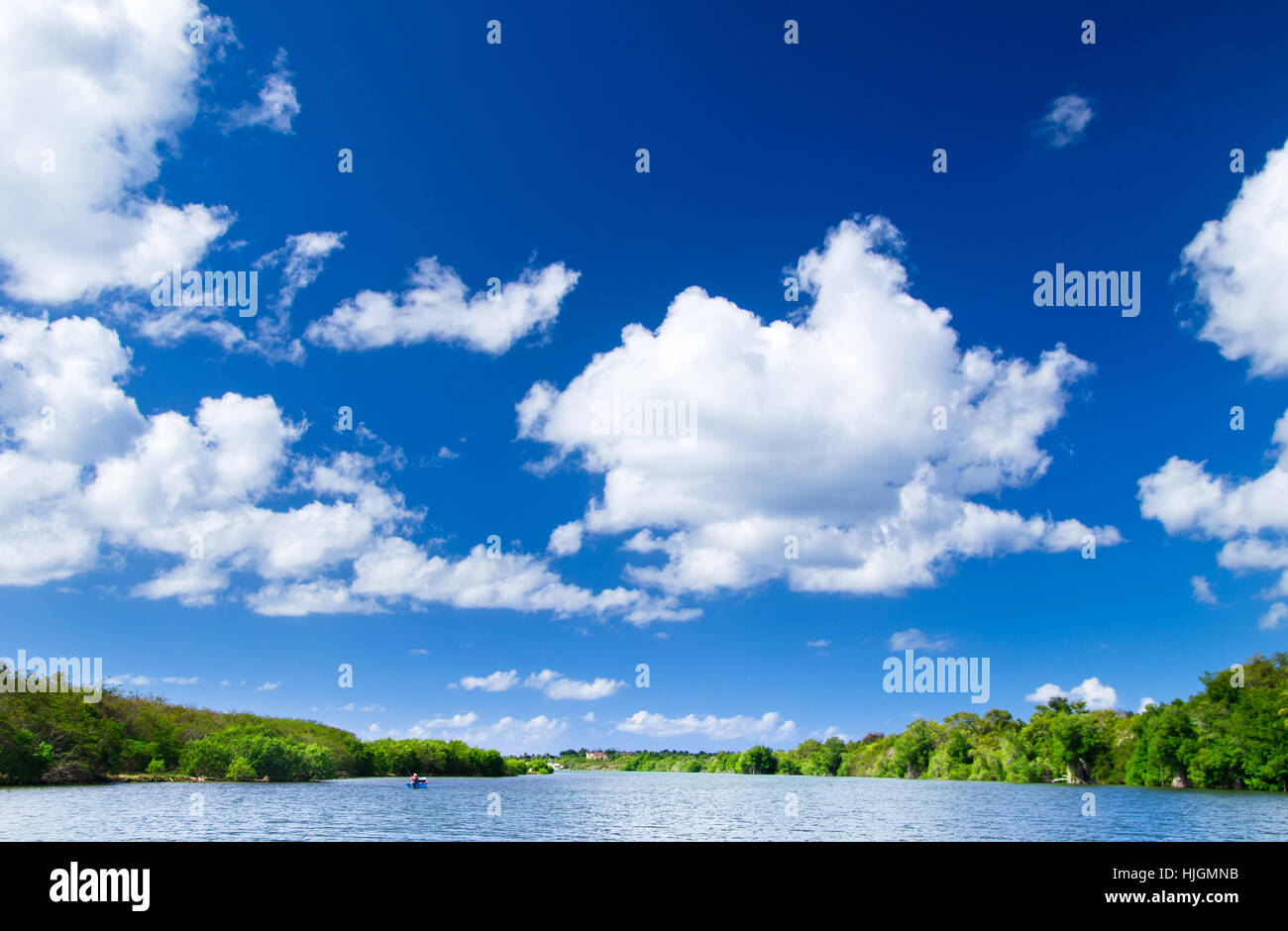 Salt mangrove leaf hi-res stock photography and images - Alamy