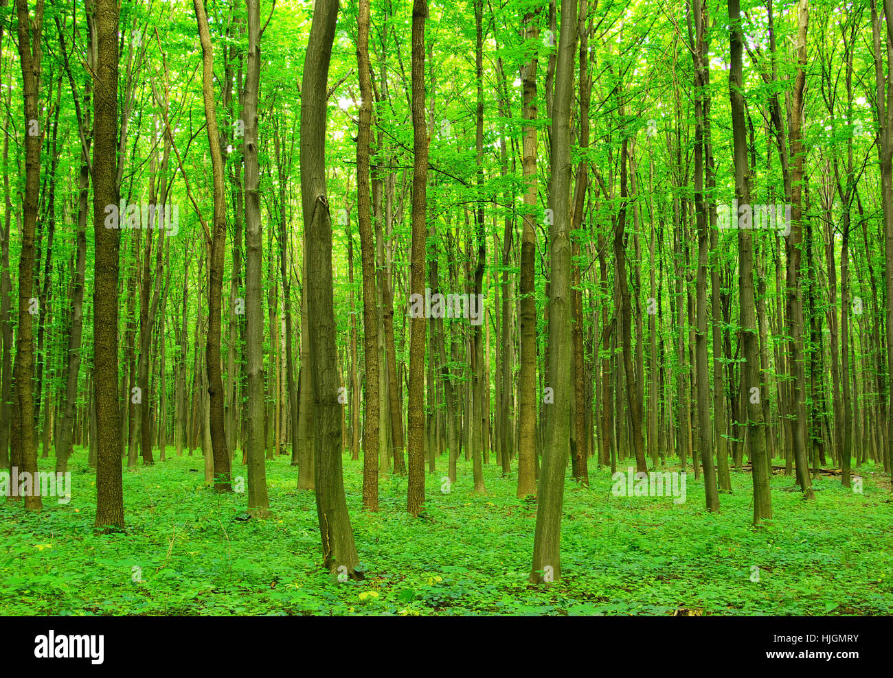 religious, tree, trees, sunbeams, sunlight, magnificence, woods, luxury ...