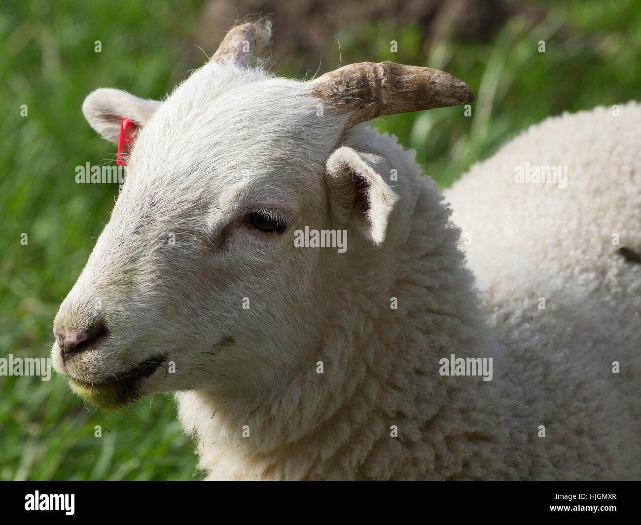animal, wool, meadow, lamb, nature, animal, animals, sheep, wool ...
