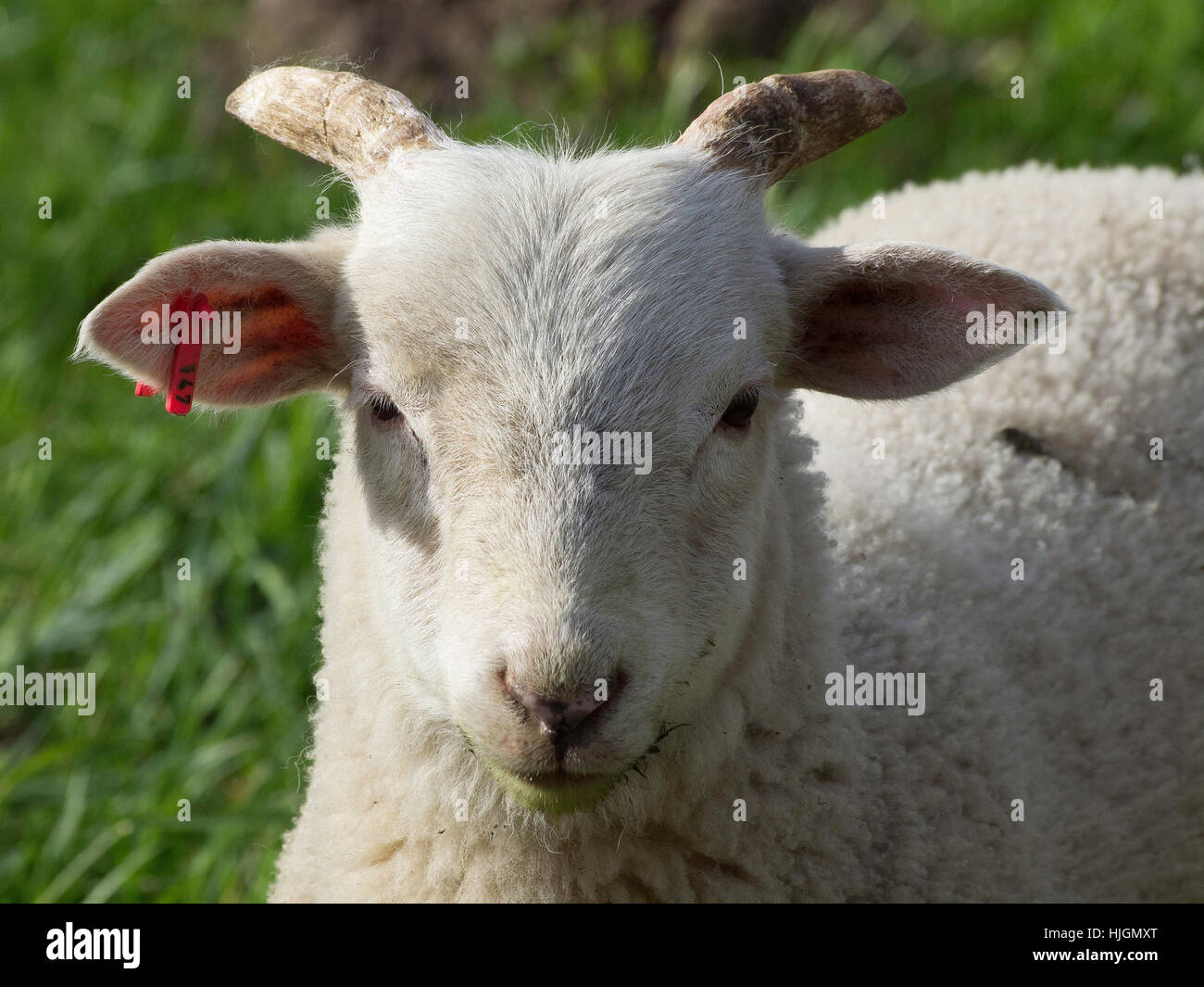 animal, wool, meadow, lamb, nature, animal, animals, sheep, wool ...