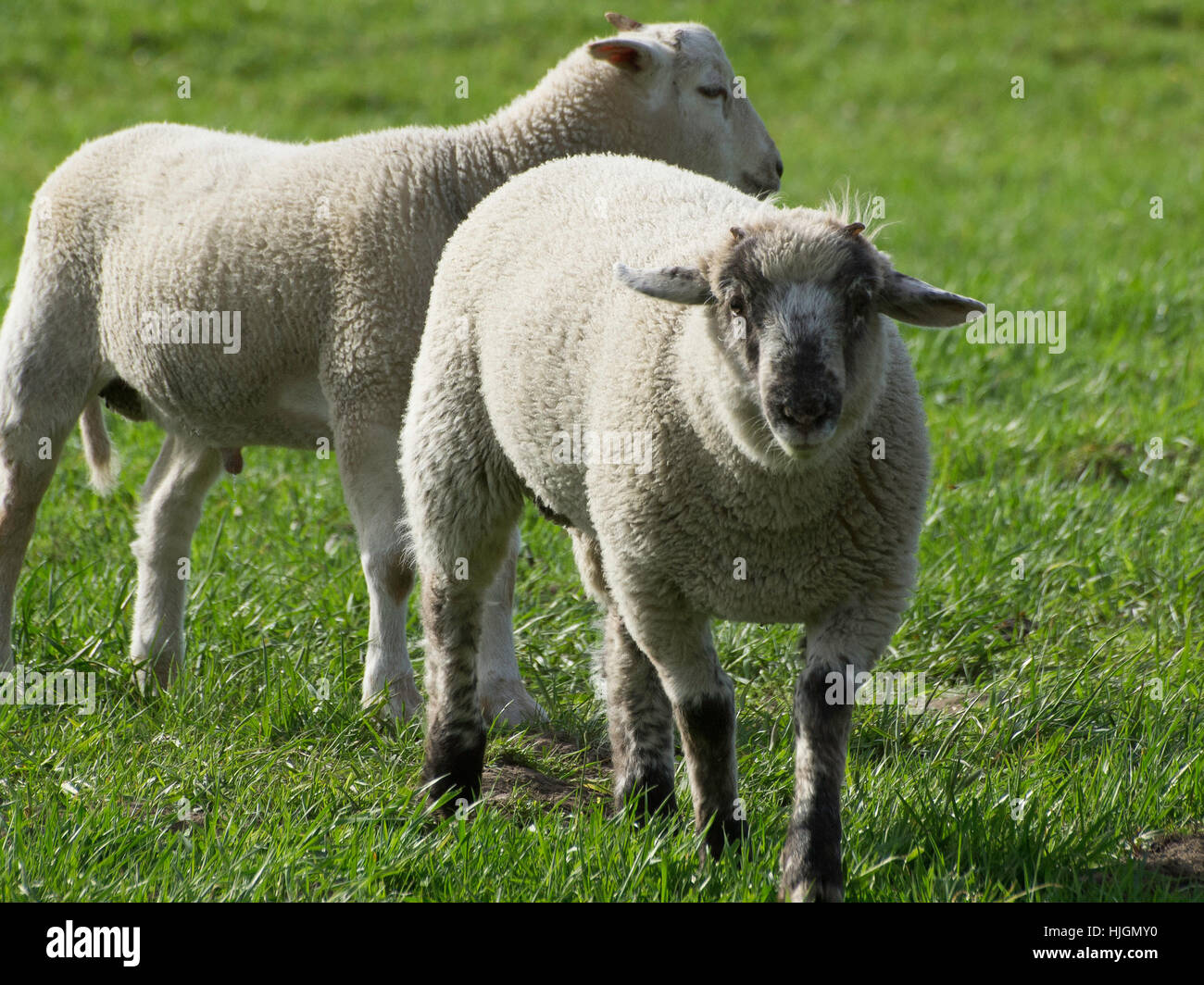 animal, wool, meadow, lamb, nature, animal, animals, sheep, wool ...