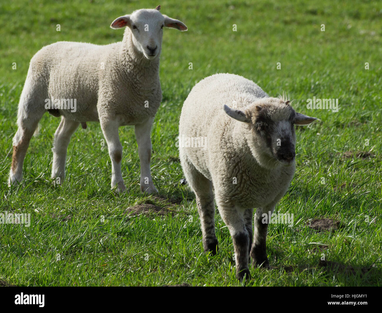 animal, wool, meadow, lamb, nature, animal, animals, sheep, wool ...