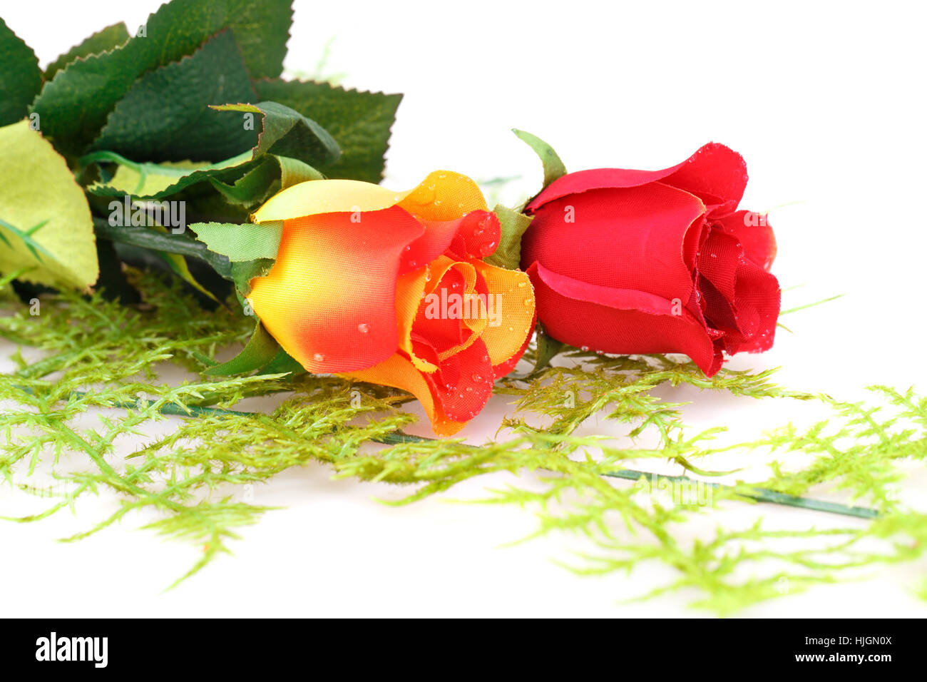 Colorful roses isolated on white background Stock Photo - Alamy
