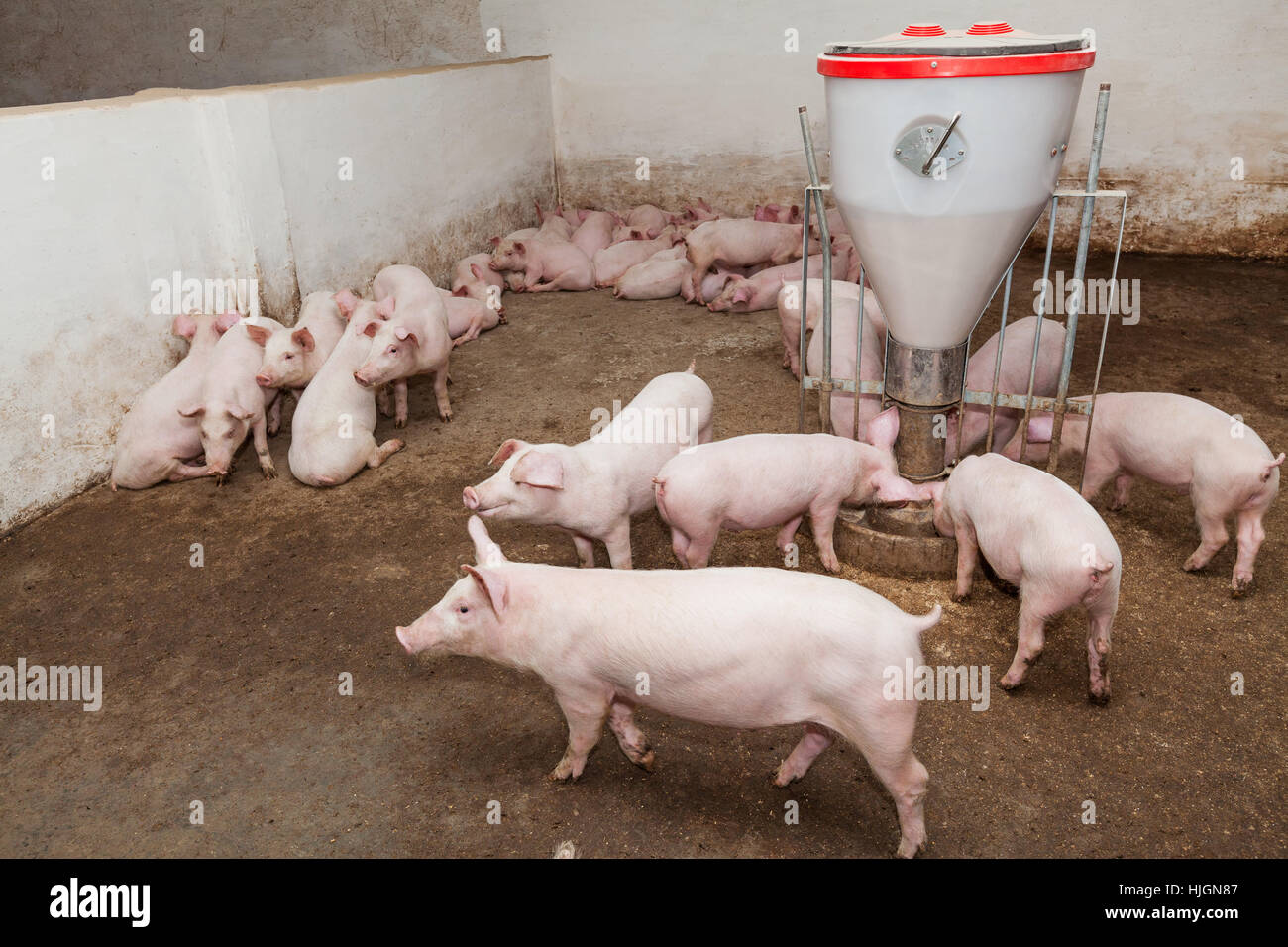 industry, industrial, animal, mammal, animals, agriculture, farming ...