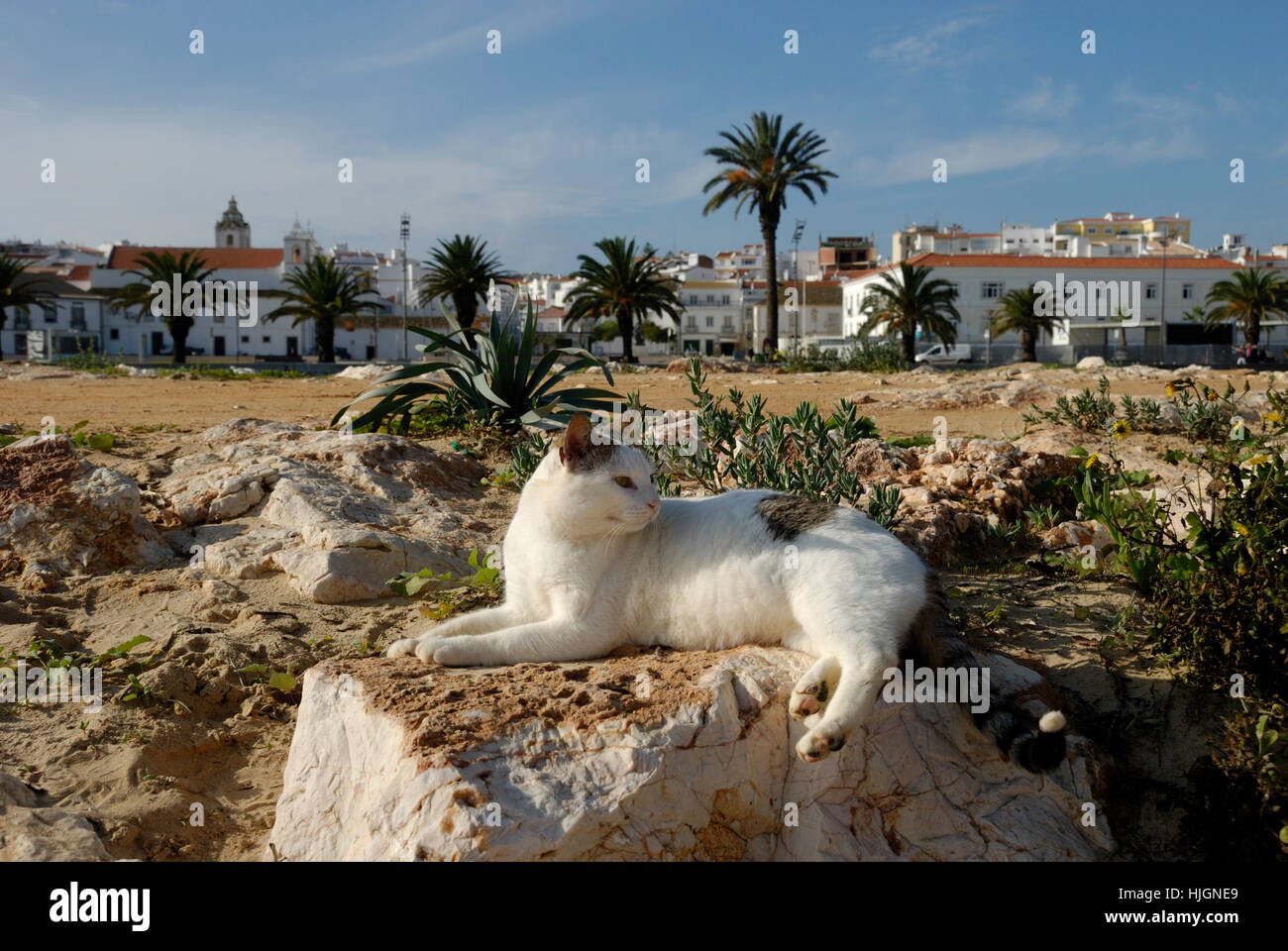 old town, portugal, pussycat, cat, domestic cat, blue, houses, animal ...