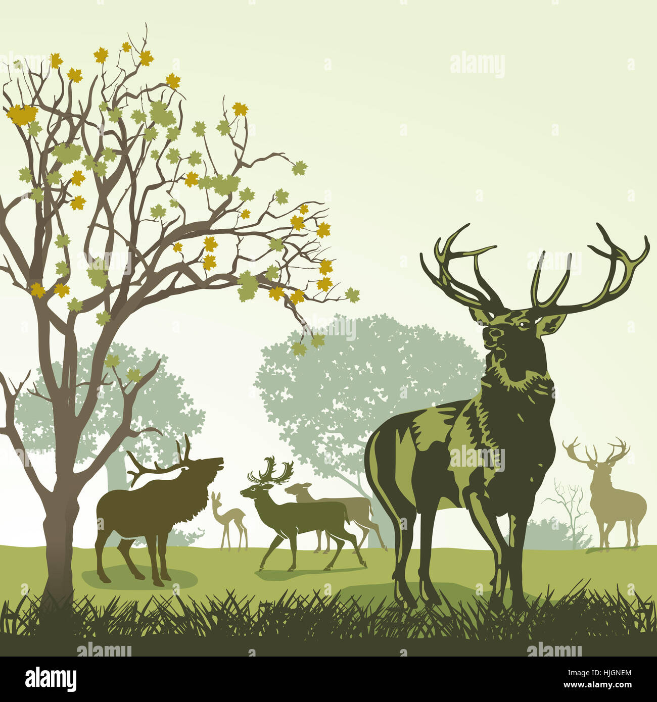 bucolic, tree, trees, wild, buck, blank, european, caucasian, autumnal ...