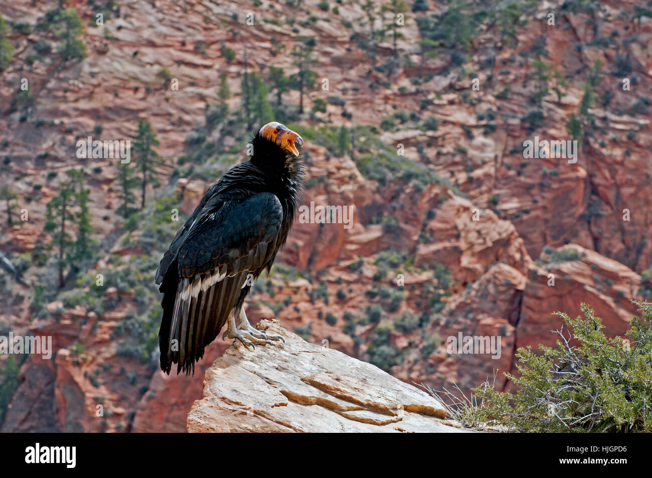 Arizona kondor hi-res stock photography and images - Alamy