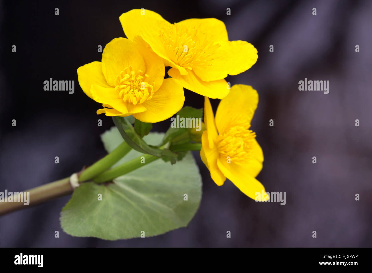 blossoms, golden, bleed, yellow, macro, close-up, macro admission ...