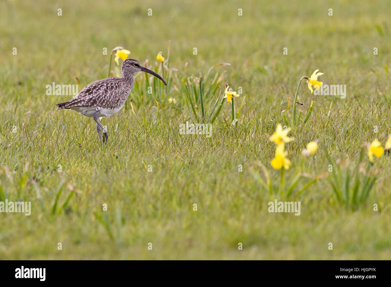 biotop, bigger, periled, meadow, grass, lawn, green, biotop, bigger ...