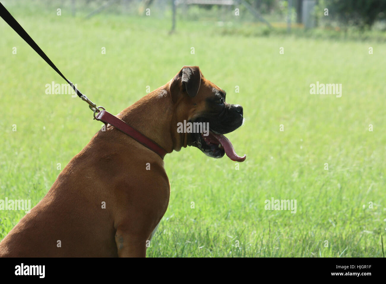 animal, pet, tongue, dog, breed, boxer, canine, meadow, grass, lawn ...